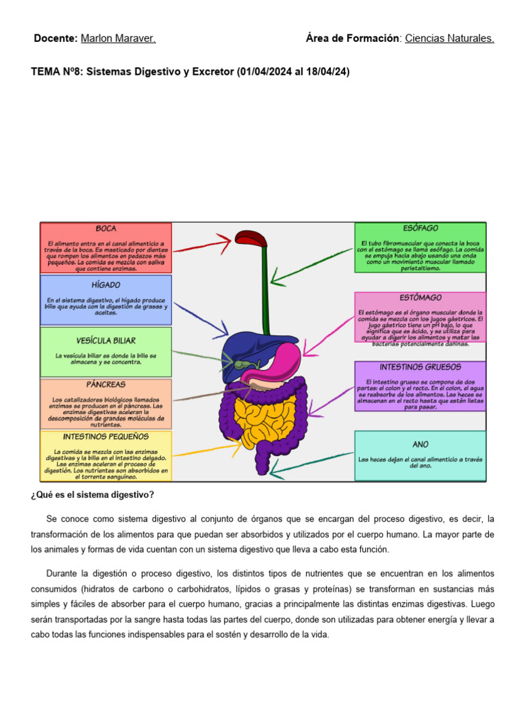 Guía de Contenidos de 1er Año - Ciencias Naturales | PDF | Digestión ...