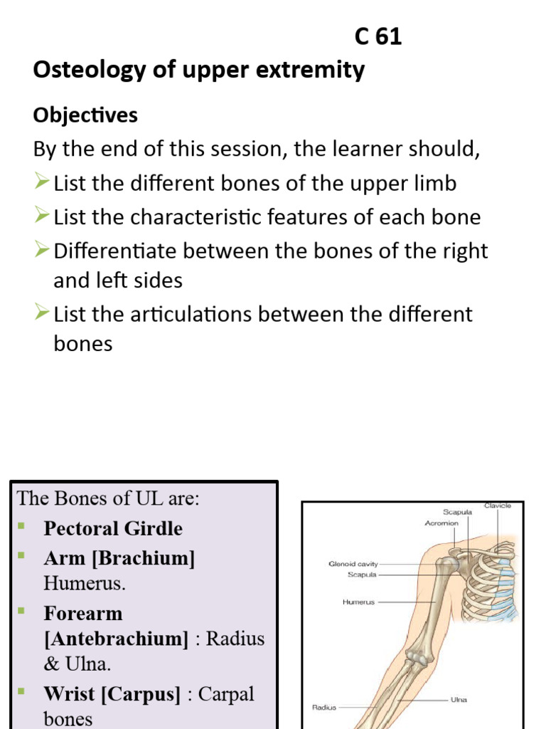 Upper Limb Osteology Overview | PDF | Hand | Anatomical Terms Of Motion