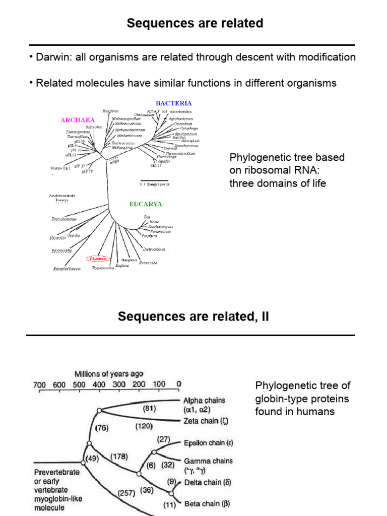 Seminar 2005 Dec.23 | PDF | Sequence Alignment | Information Science