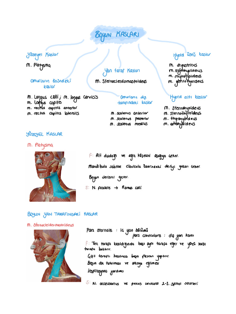 Boyun Bölgesi Kas ve Sinirleri | PDF