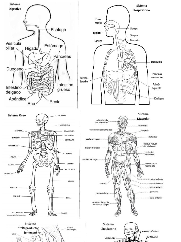 Sistemas Del Cuerpo Humano para Colorear 2 Por Hoja Oficio | PDF ...