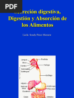 Cápsula de Glisson | PDF | Tejido adiposo | Riñón