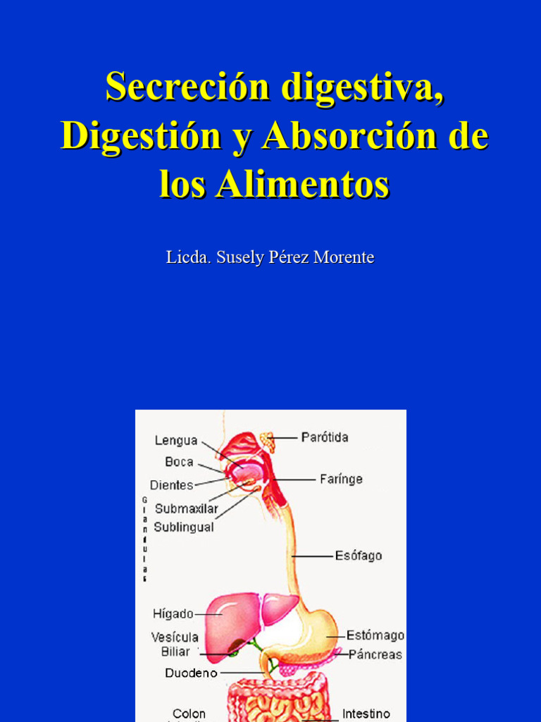 Digestión y Absorción de Nutrientes | PDF | Digestión | Sistema ...