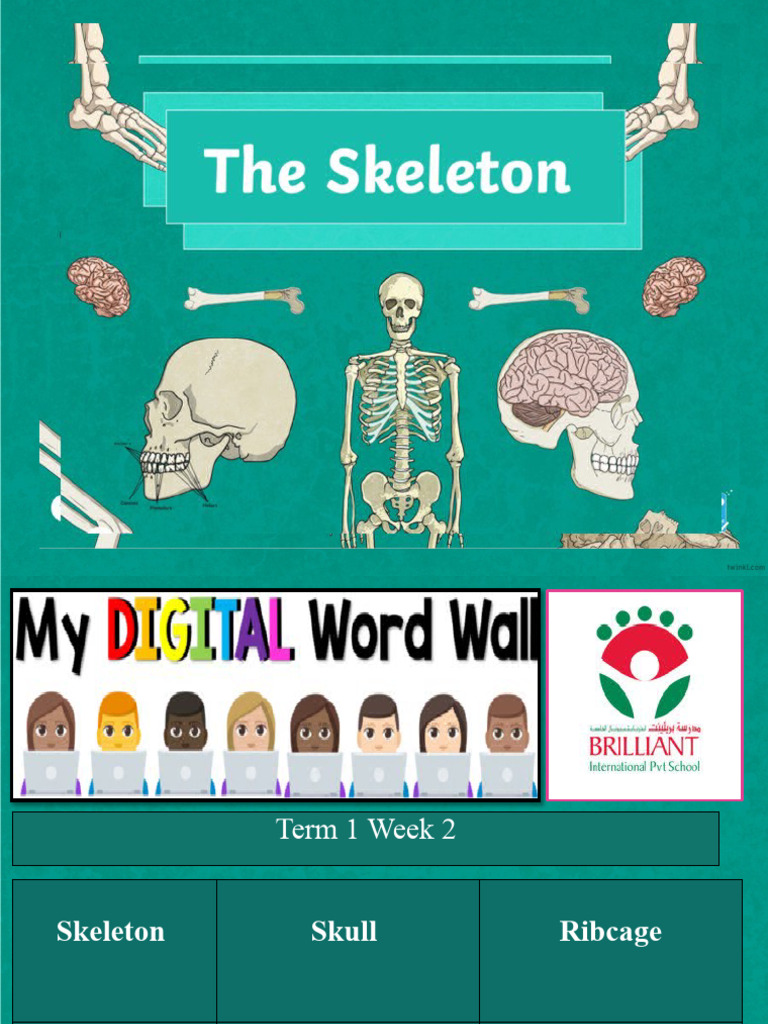 The Skeleton | PDF | Skeleton | Bone