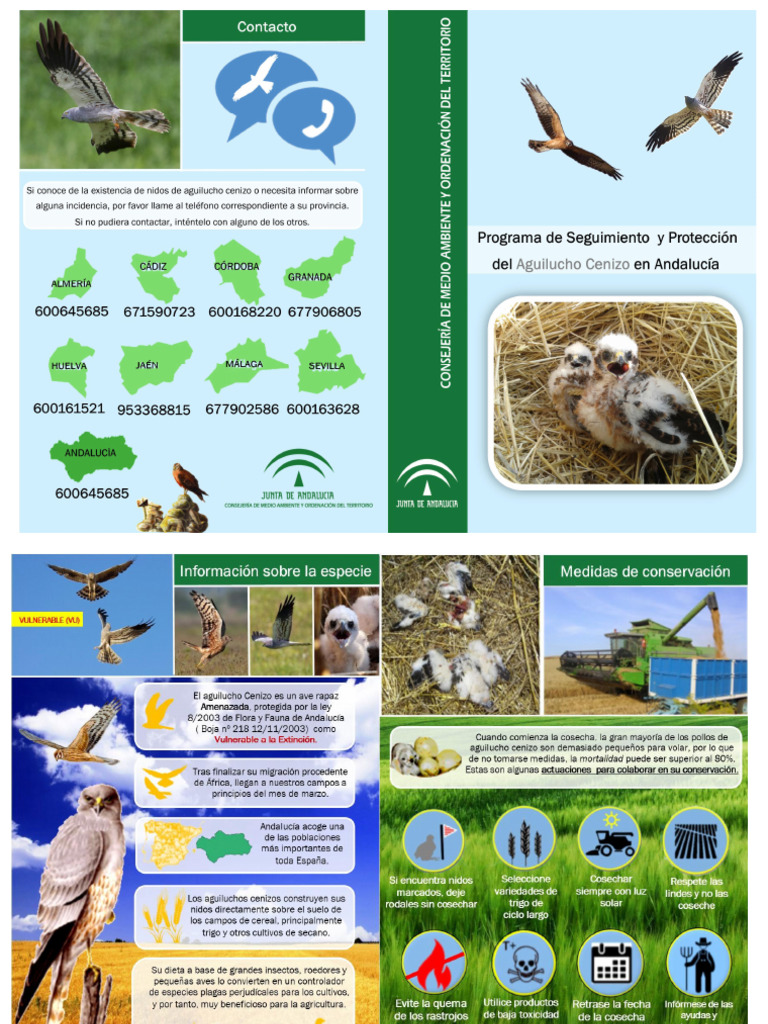 Diptico Programa Aguilucho Cenizo | PDF