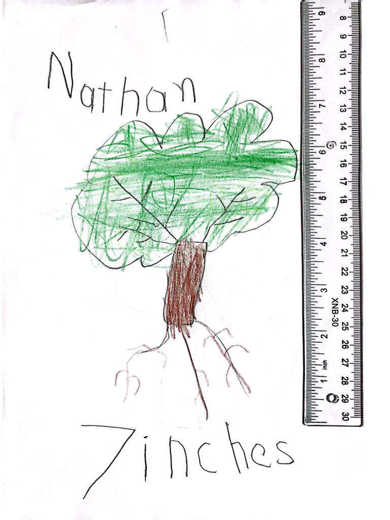 Nathan Levi Pena - Draw & Measure A Tree | PDF
