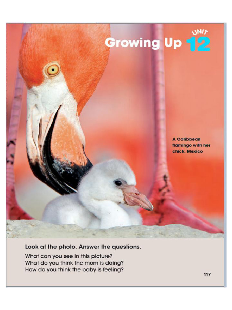 Nat Geo Look 2 Unit 12 | PDF