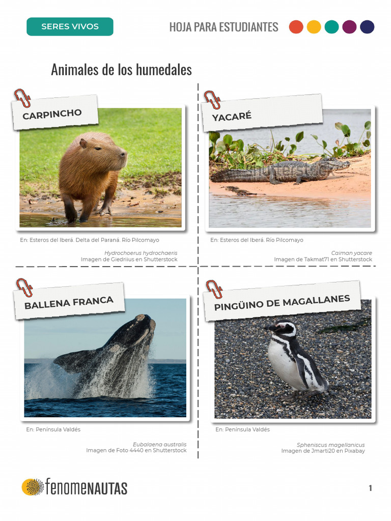 Animales de Los Humedales | PDF