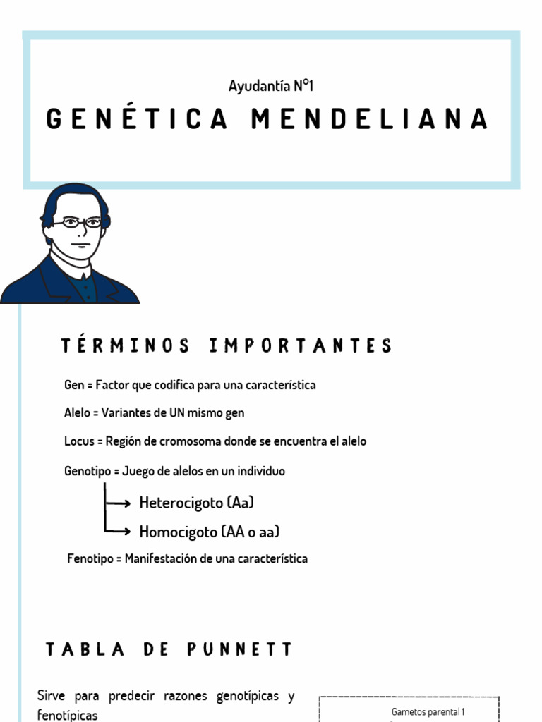 Genetica Mendeliana Ayudantia 1 | PDF | Dominancia (Genética) | Alelo