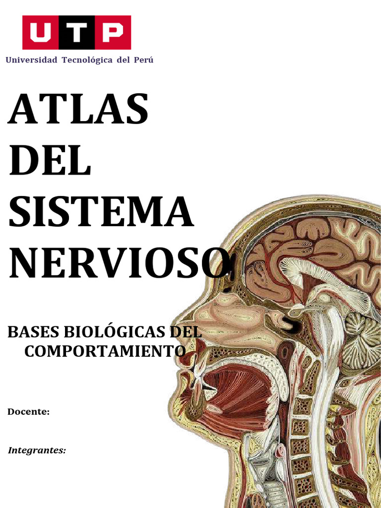 Atlas Del Sistema Nervioso11 | PDF | Sistema nervioso | Sistema nervioso central