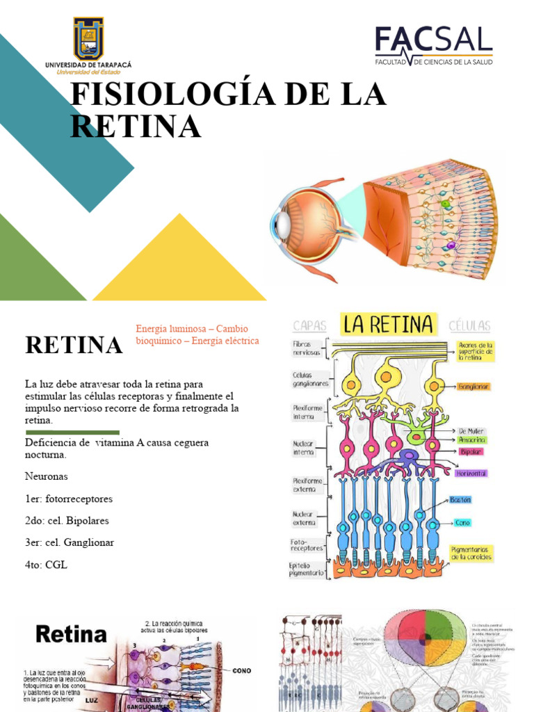 Fisiología de la Retina y Fototransducción | PDF | Retina | Percepción ...