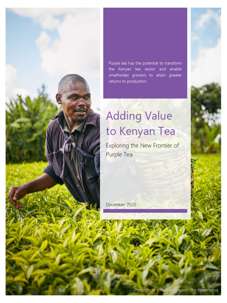 Unlocking Value in Kenyan Purple Tea | PDF | Kenya | Smallholding