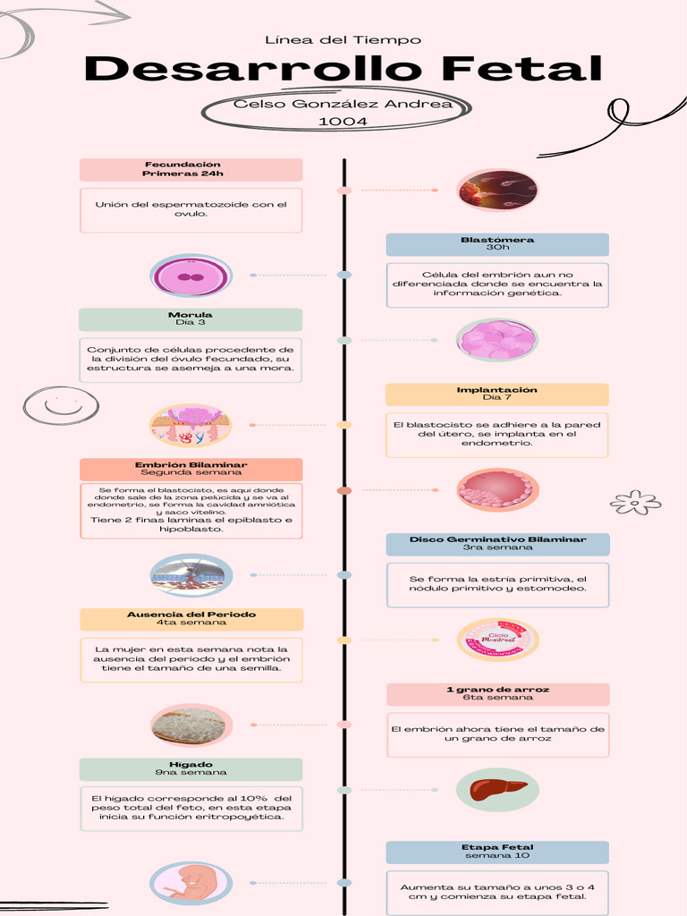 Línea Del Tiempo Desarrollo Fetal | PDF | Feto | Embrión Línea Del Tiempo Desarrollo Fetal | PDF | Feto | Embrión