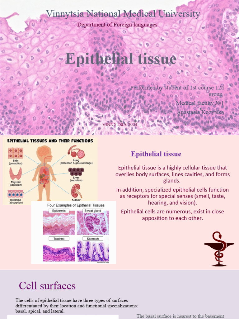 Epithelial Tissue | Download Free PDF | Epithelium | Cell (Biology)