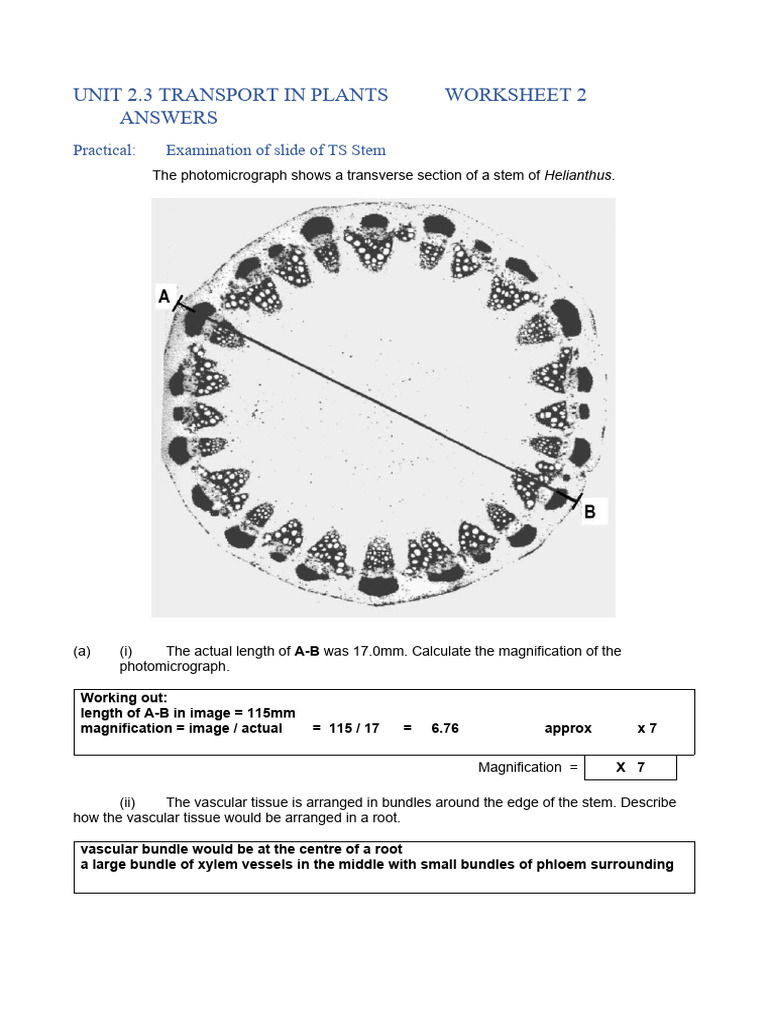 Transport in Plants Worksheet 2 Answers | PDF