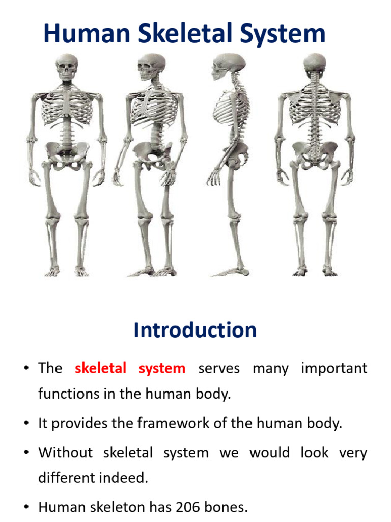 Human Skeletal System | PDF | Vertebra | Foot