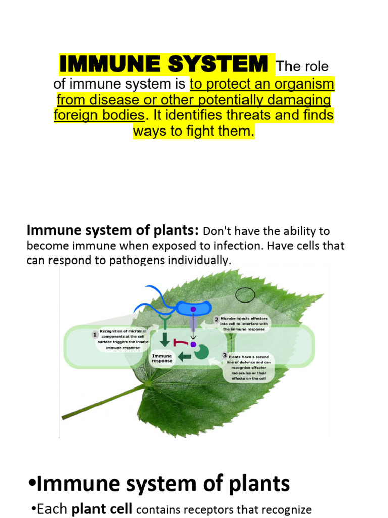 BIO2TOPIC3 | PDF | Stimulus (Physiology) | Immune System