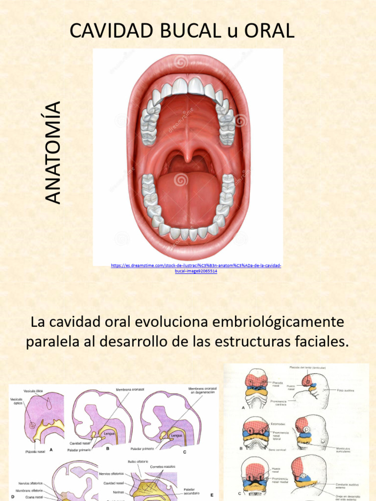 La Cavidad Oral - Anatomia | PDF | Gusto | Lengua
