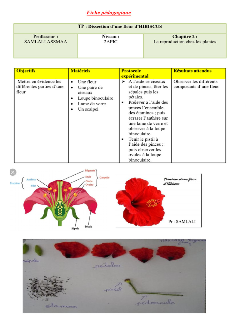 Dissection de la fleur d'hibiscus | PDF