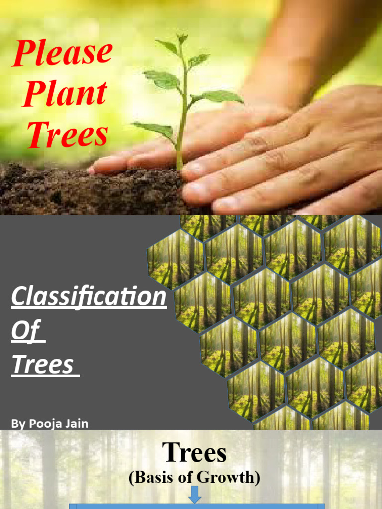 Classification of Trees | PDF