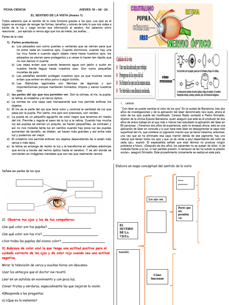 Ciencia Ficha El Sentido de La Vista | PDF | Ojo | Percepción visual