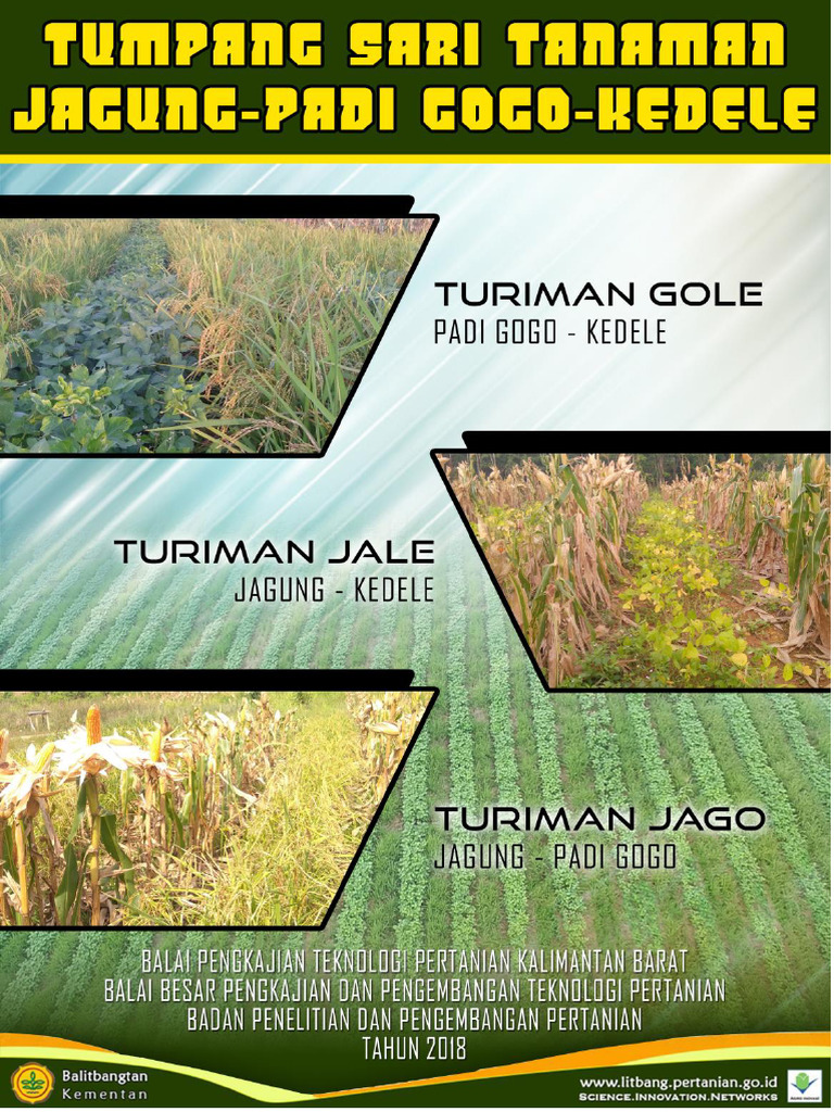 Teknik Tumpangsari Pajale Efektif | PDF