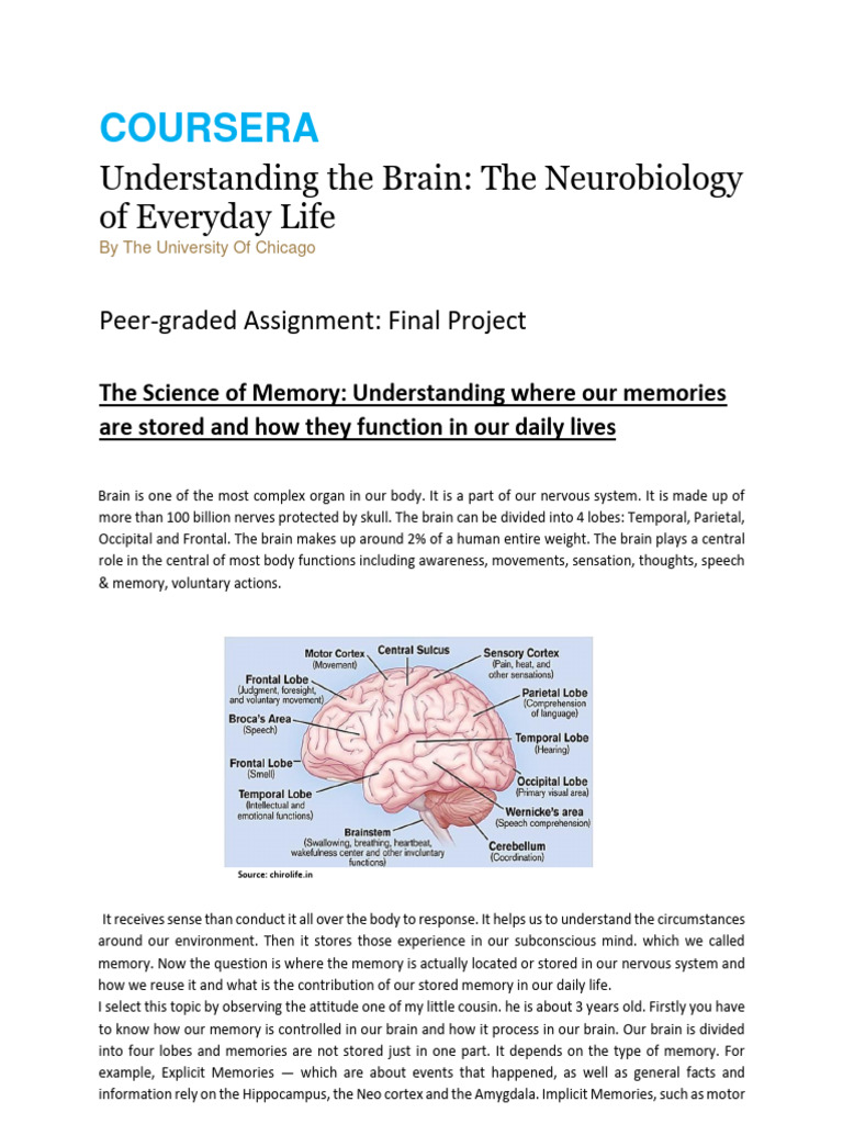 The Science of Memory | PDF | Memory | Brain