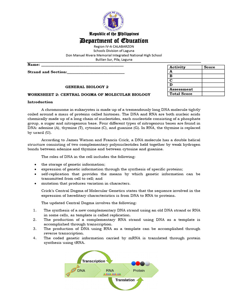 Central Dogma of Molecular Biology Worksheet | PDF | Point Mutation ...