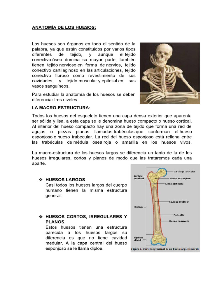Anatomía de Los Huesos | PDF | Hueso | Osteoporosis