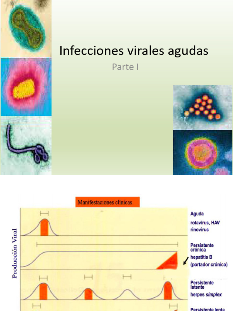 Modelo de Infeccion Aguda Parte | PDF | Virus | Biología