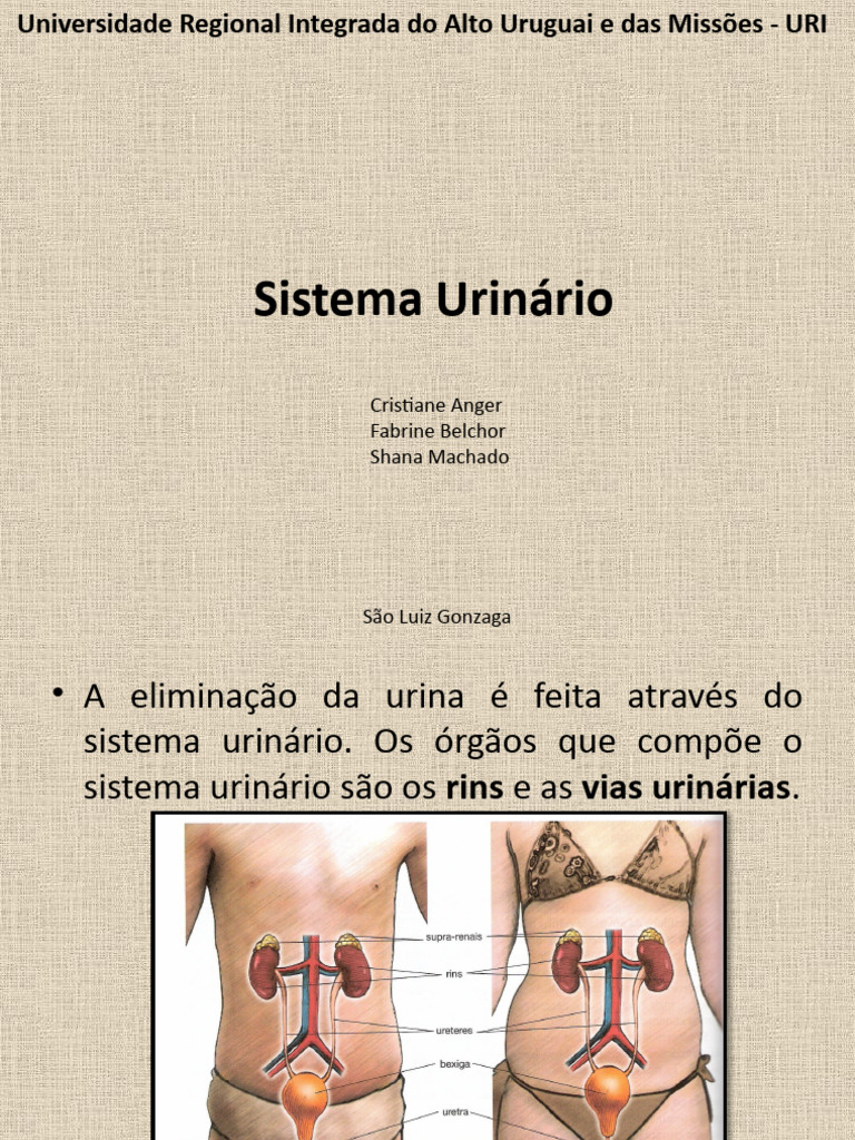 Sistema Urinário | PDF | Rim | Sistema urinário