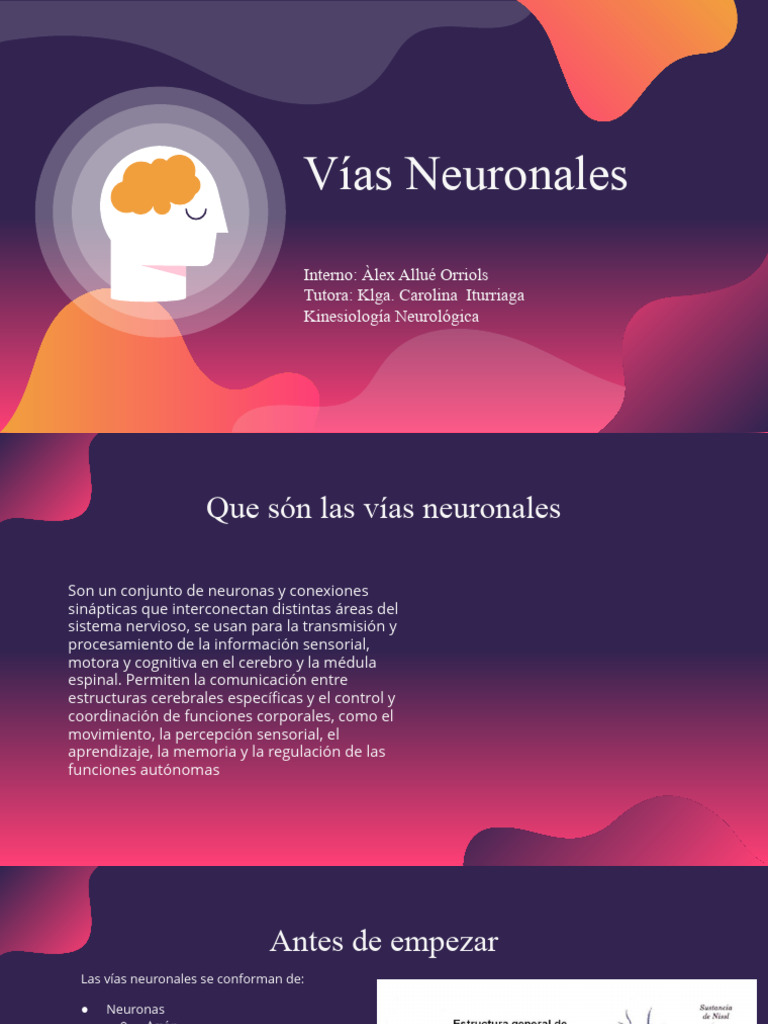 Vias Neuronales | PDF | Cerebelo | Cerebro