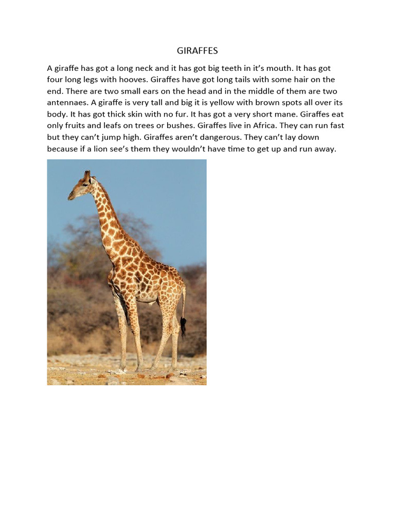 Aj Giraffe | PDF