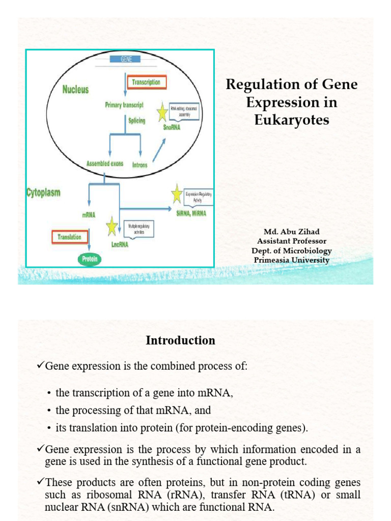 Gene Expression Regulation in Eukaryotes | PDF | Histone | Gene Expression