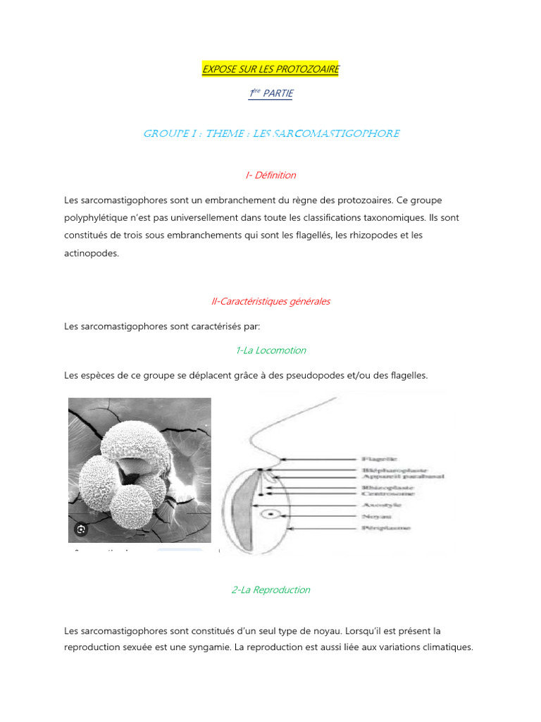 Exposé sur les protozoaires | PDF | Cellule (Biologie) | la reproduction