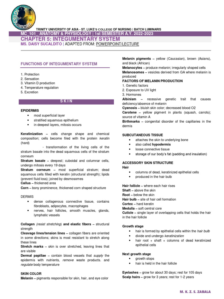 Chap5 Integumentary Transes-1 | PDF | Skin | Integumentary System