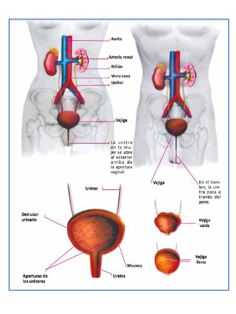 sistema excretor-urinario BIOLOGIA | PDF