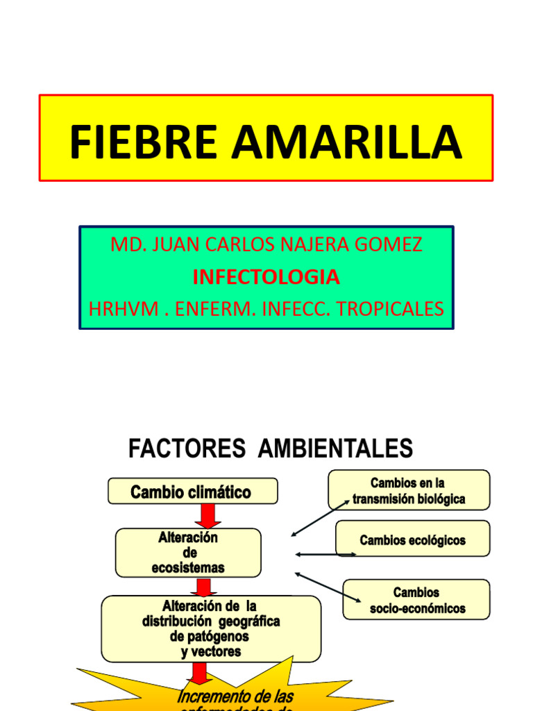 t04. Fiebre Amarilla | PDF | Fiebre amarilla | Medicina CLINICA