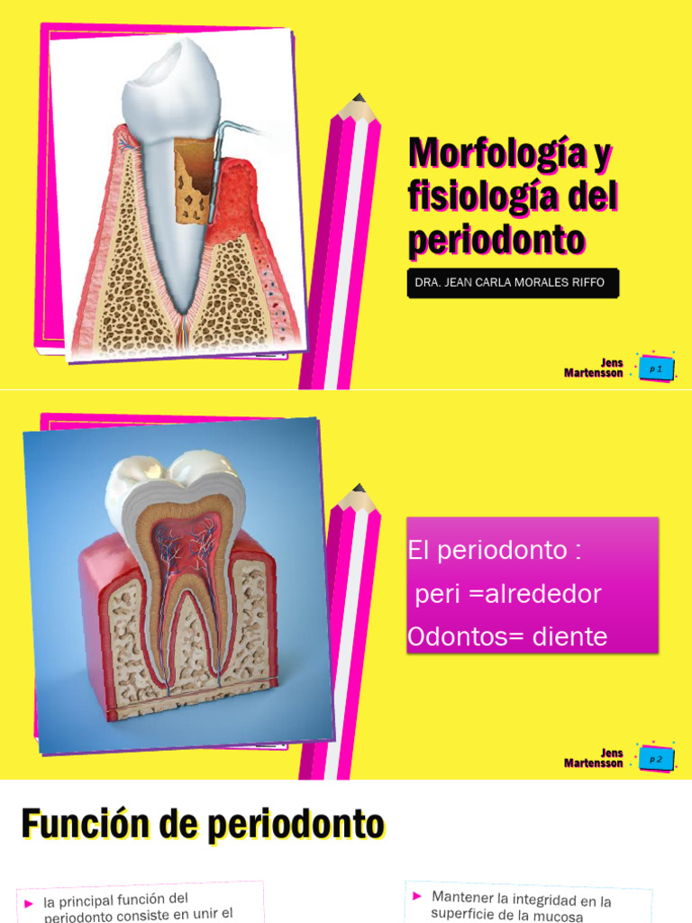 Morfologia y Fisiologia Del Periodonto Definitivo Clase 1 2023 | PDF ...