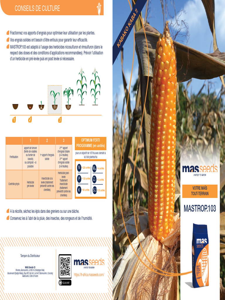 Cultiver le maïs MASTROP.103 efficacement | PDF | Fertilisant | Maïs