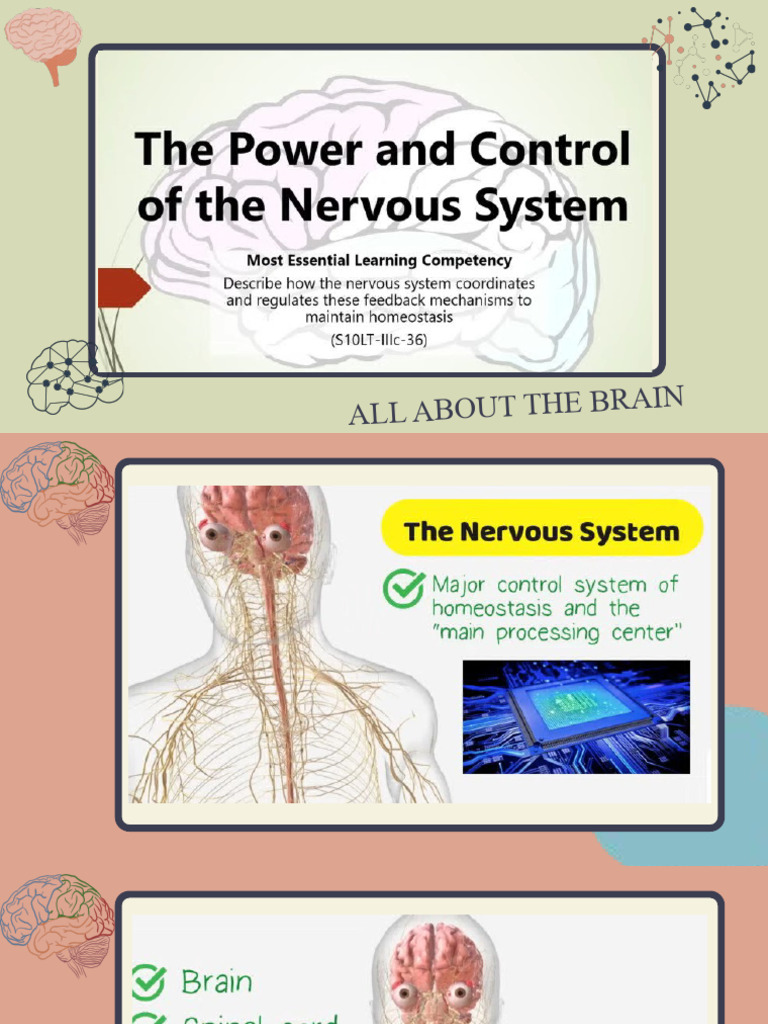 The Nervous System | PDF | Wellness | Science & Mathematics