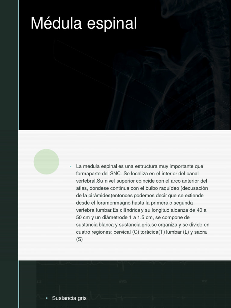 Anatomía de La Medula Espinal | PDF | Médula espinal | Dolor