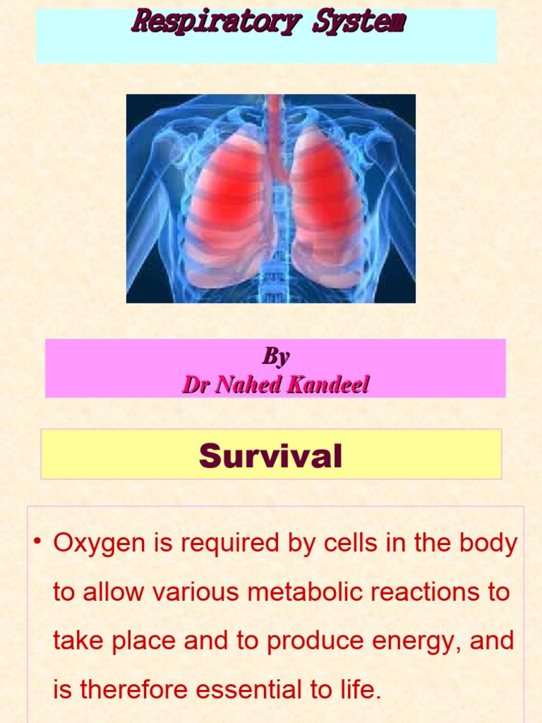 Anatomy and Function of the Respiratory System | PDF | Respiratory ...