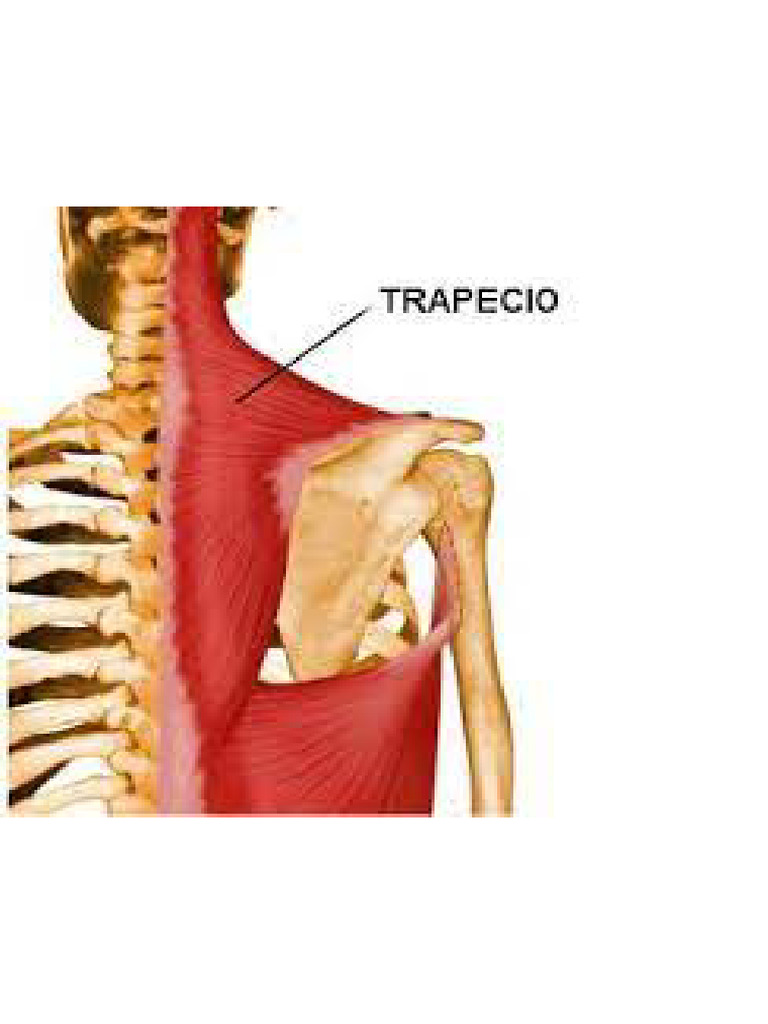 Musculo Trapecio | PDF