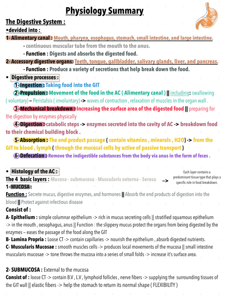 Digestive System Summary of The Main Points | Download Free PDF ...