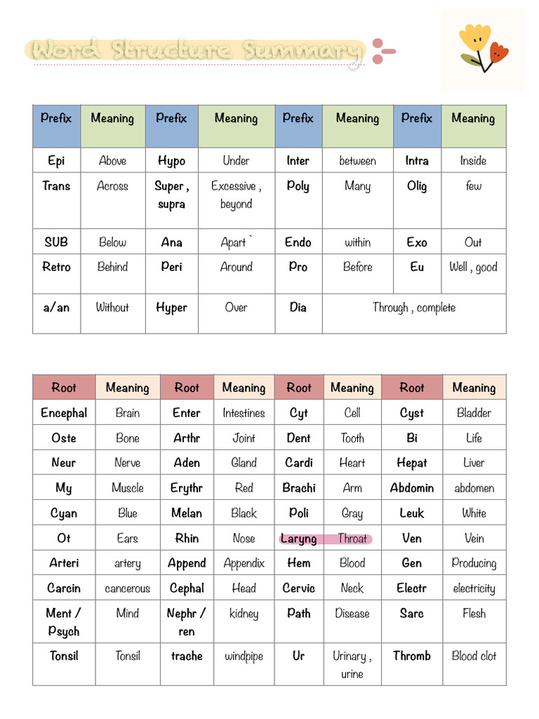 Epi Anatomy Prefix Definition For Kids
