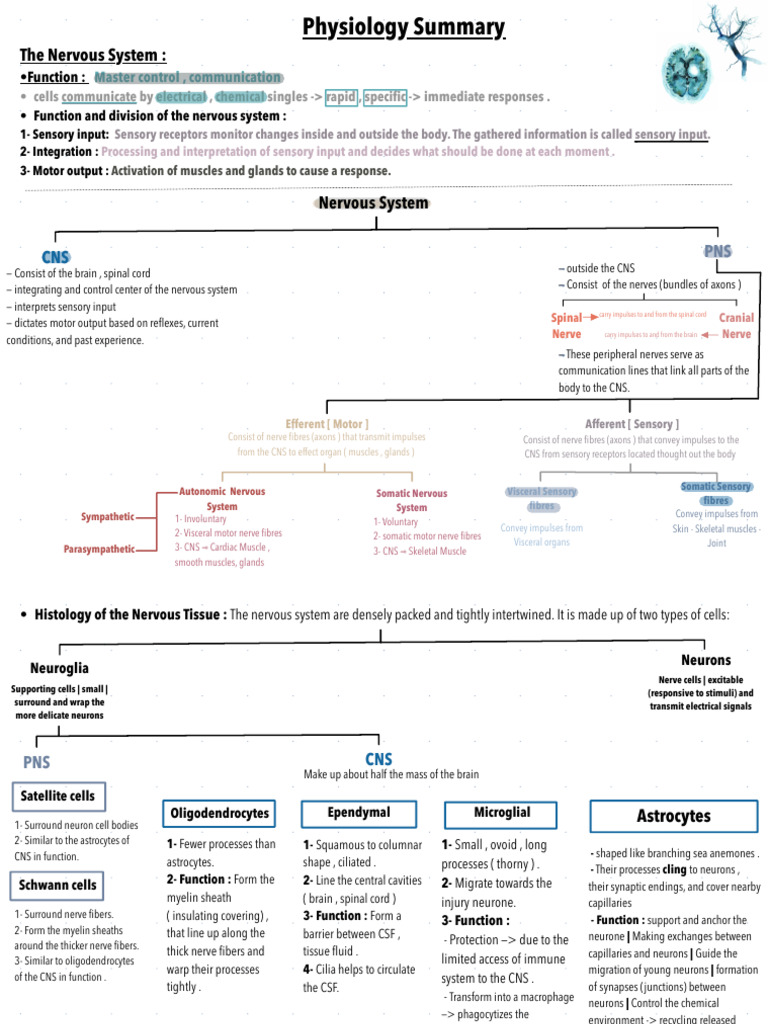 Summary of Nervous System | PDF | Motor Neuron | Central Nervous System