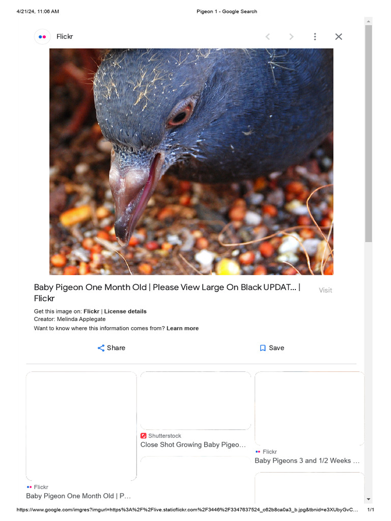 Pigeon 3 | PDF