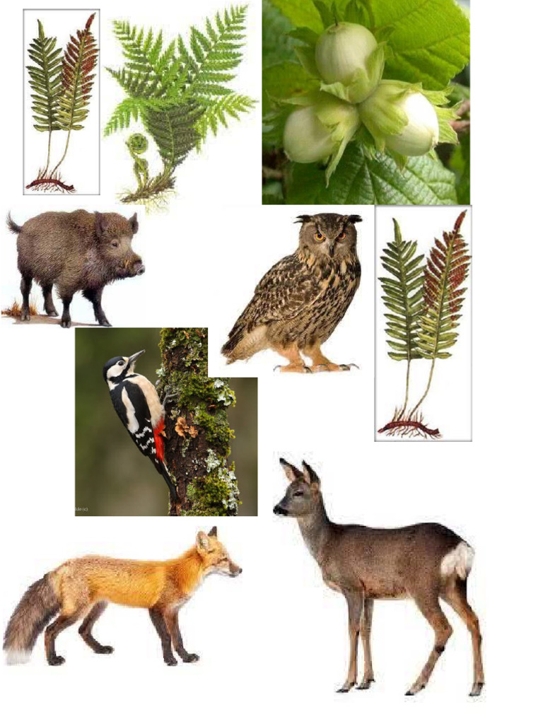 Animale Padure | PDF