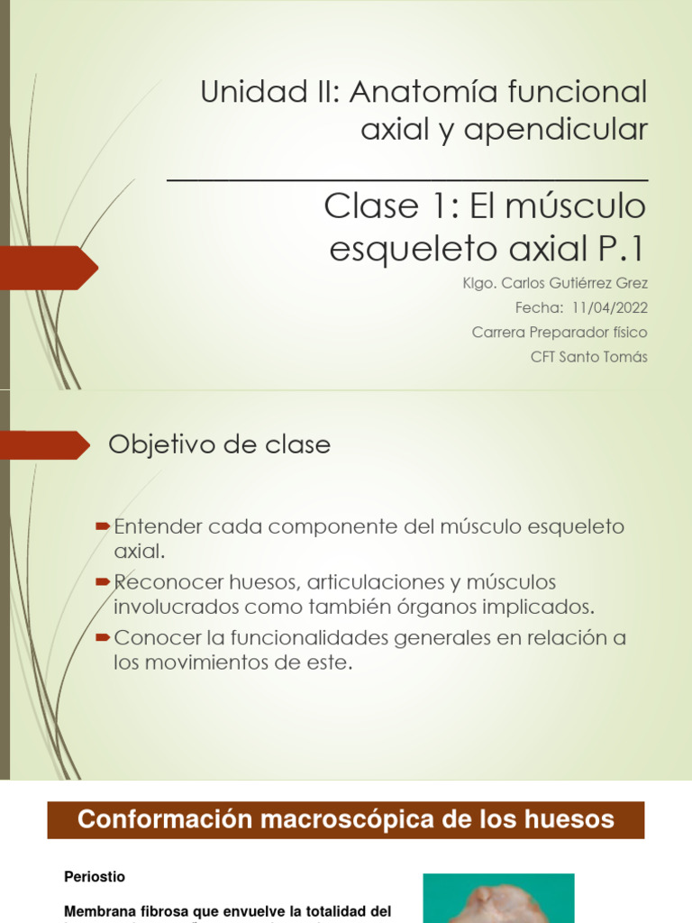 Anatomia Funcional Axial y Apendicular | PDF | Hueso | Vértebra